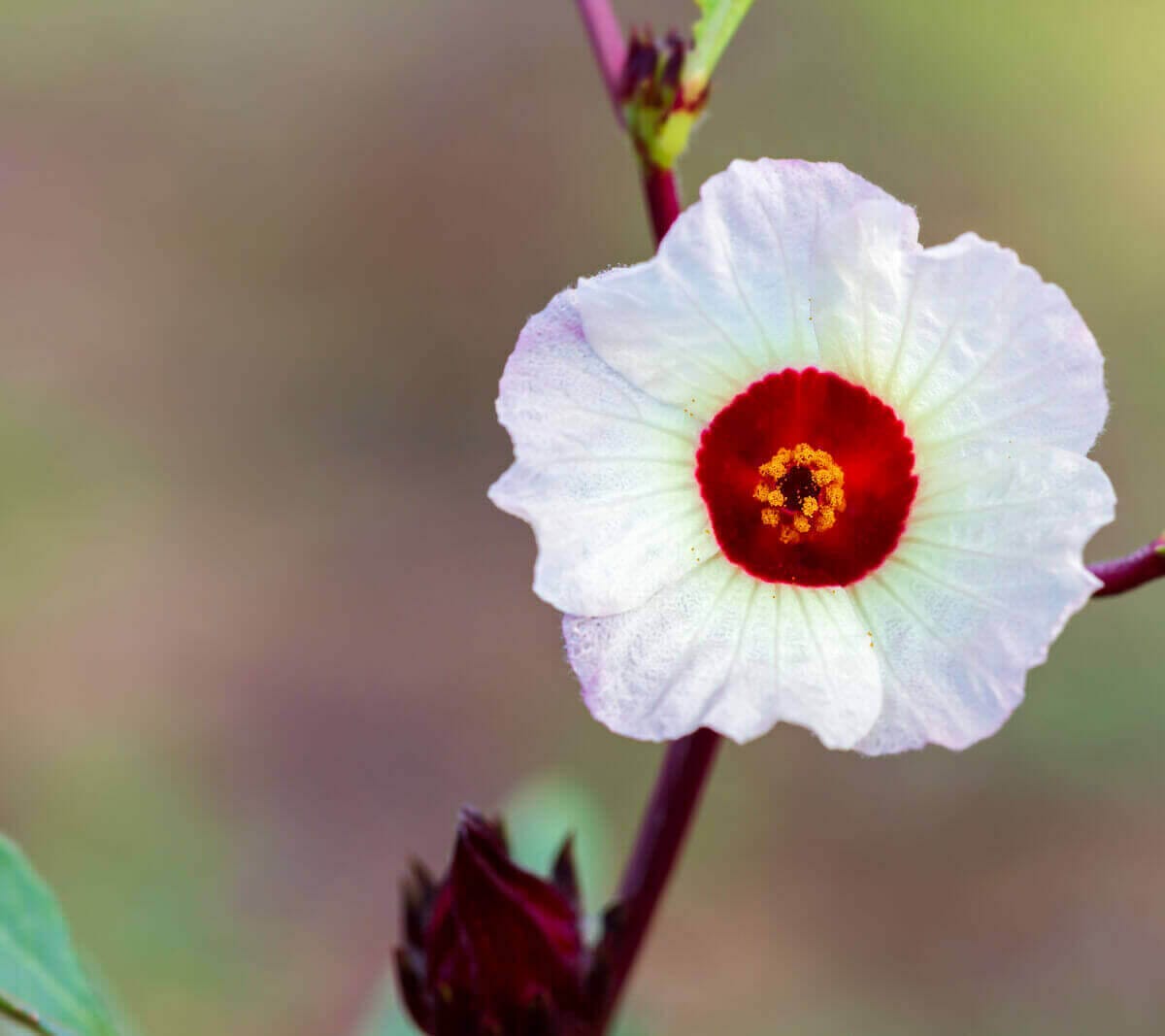 Roselle Juice Recipe From Fresh Roselle Flowers Hibiscus Tea
