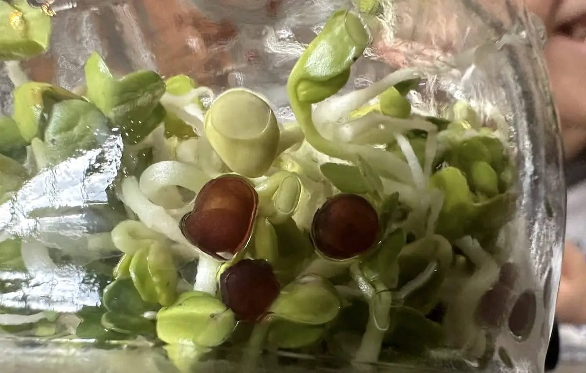 How To Grow Radish Sprouts In A Jar (6 Days) - Sprouting Fam